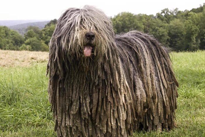 Cani Italiani: Italian dog breeds – The Italian Cultural Foundation