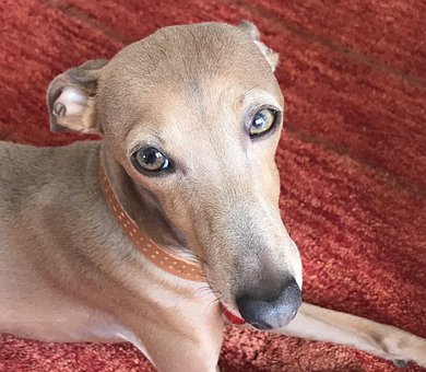 Cani Italiani: Italian dog breeds – The Italian Cultural Foundation