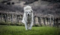 Cani Italiani: Italian dog breeds – The Italian Cultural Foundation