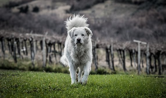 Cani Italiani: Italian dog breeds – The Italian Cultural Foundation