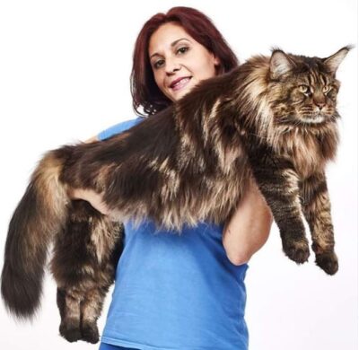 Cats in Italy – beloved and protected – The Italian Cultural Foundation