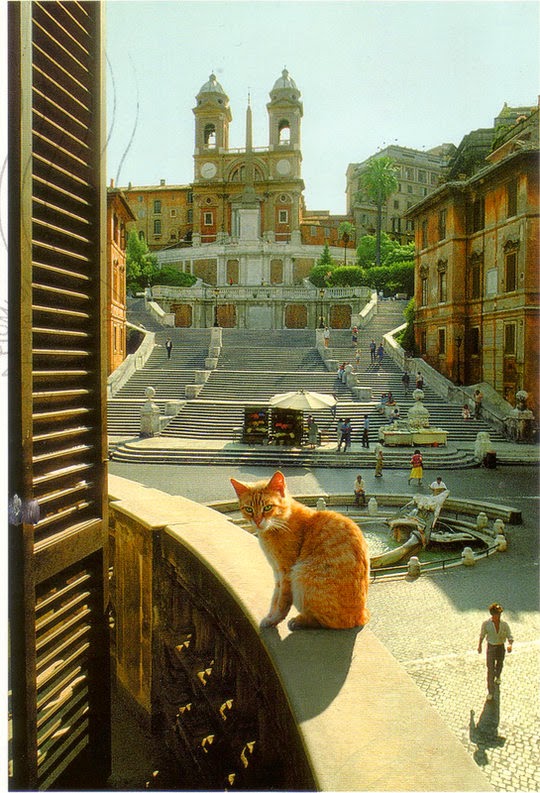 Cats in Italy – beloved and protected – The Italian Cultural Foundation