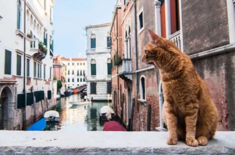 Cats in Italy – beloved and protected – The Italian Cultural Foundation