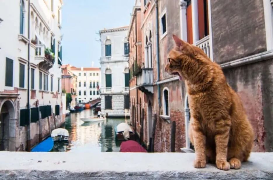 Cats in Italy – beloved and protected – The Italian Cultural Foundation