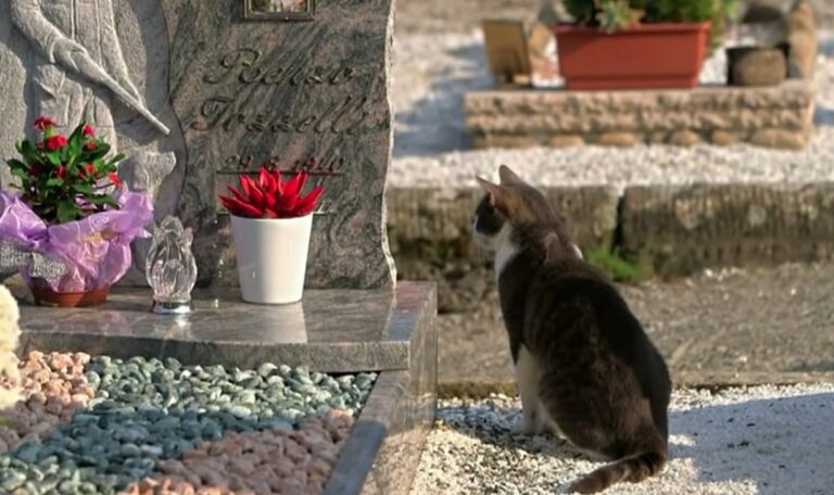 Cats in Italy – beloved and protected – The Italian Cultural Foundation