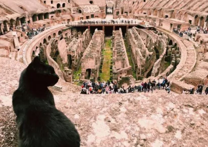 Cats in Italy – beloved and protected – The Italian Cultural Foundation